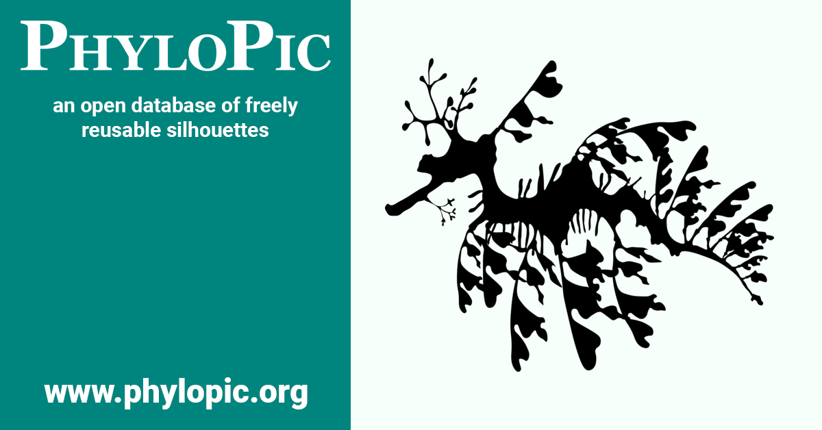 Phycodurus eques by Jamie Whitehouse (CC0 1.0) - PhyloPic