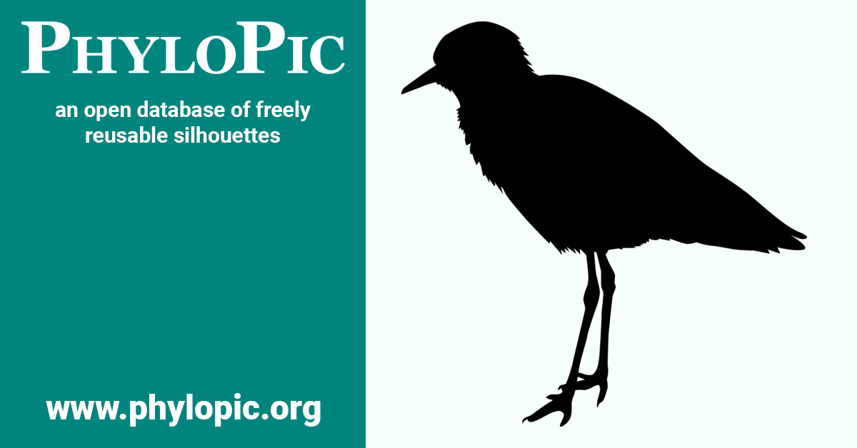 Charadriiformes - PhyloPic
