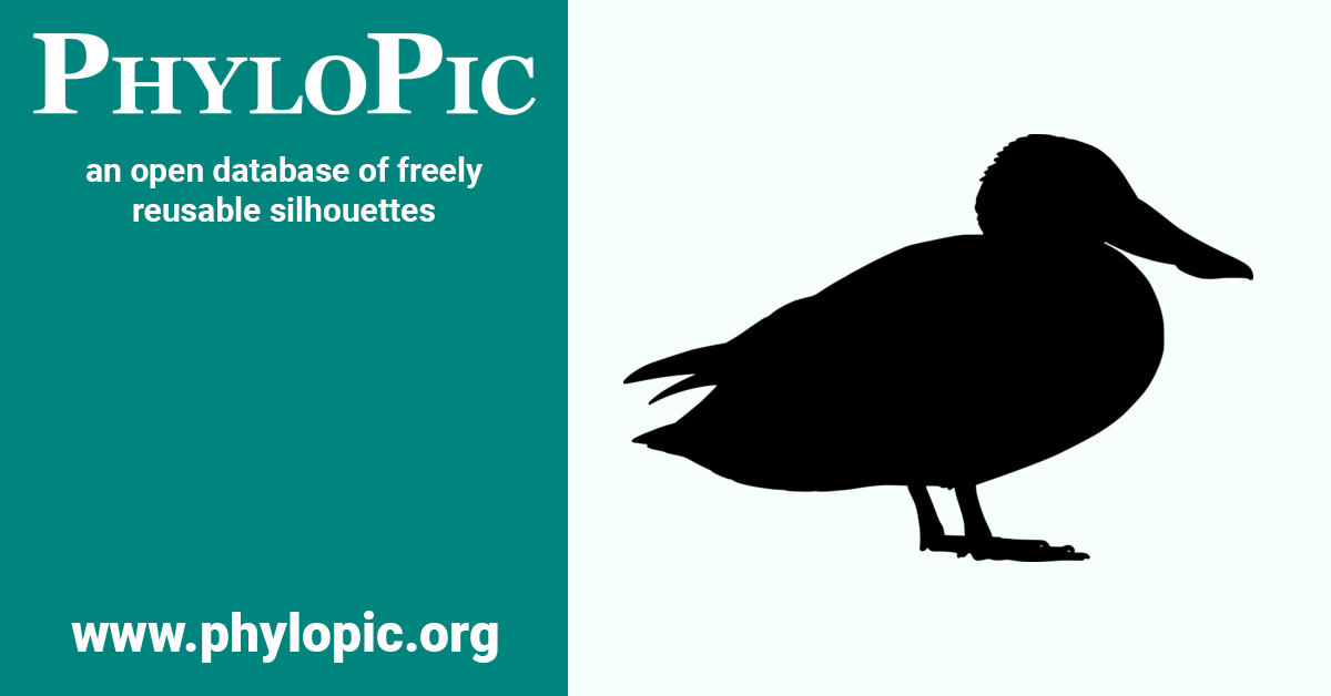 Anas clypeata by Andy Wilson (CC0 1.0) - PhyloPic