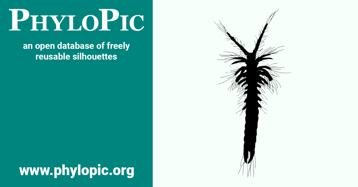 Derocheilocaris remanei (CC0 1.0) - PhyloPic