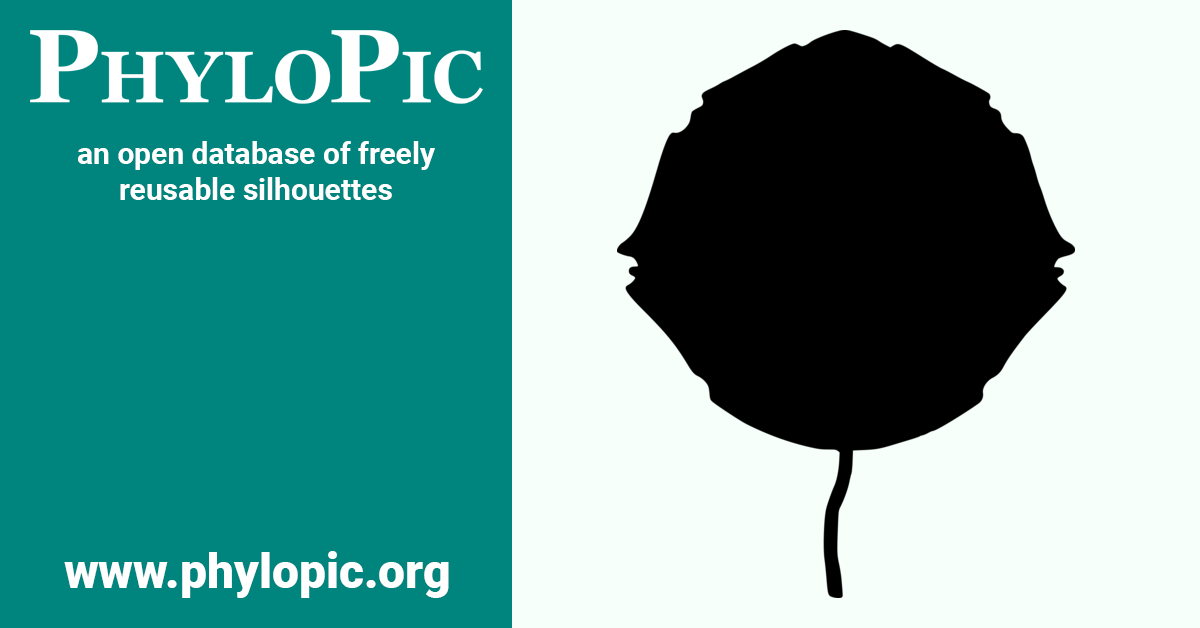 Peridinium cinctum (CC0 1.0) - PhyloPic