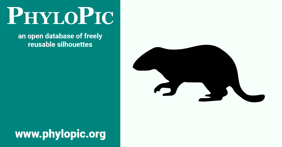 Dinomys branickii by Juan Camilo Cepeda Duque (CC BY 4.0) - PhyloPic