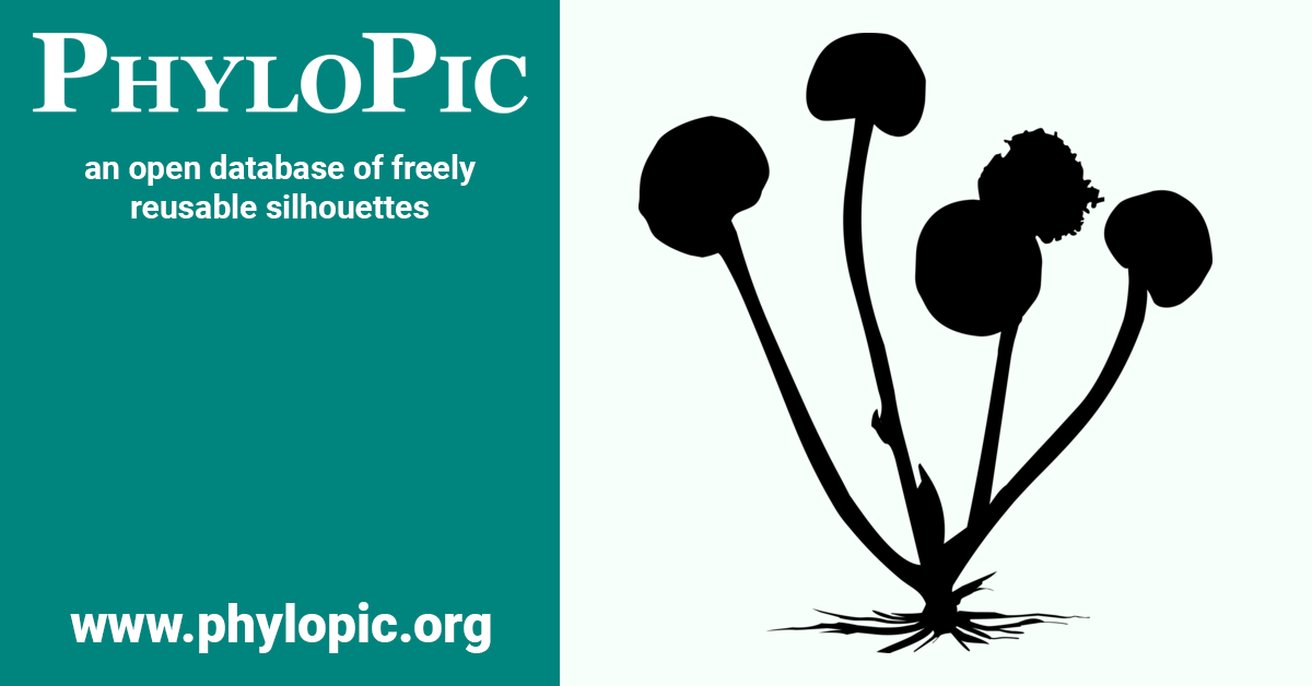 Rhizopus oryzae (CC0 1.0) - PhyloPic