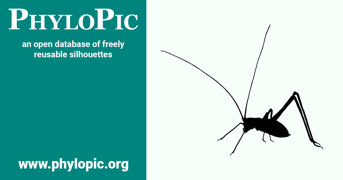 Orthoptera - PhyloPic