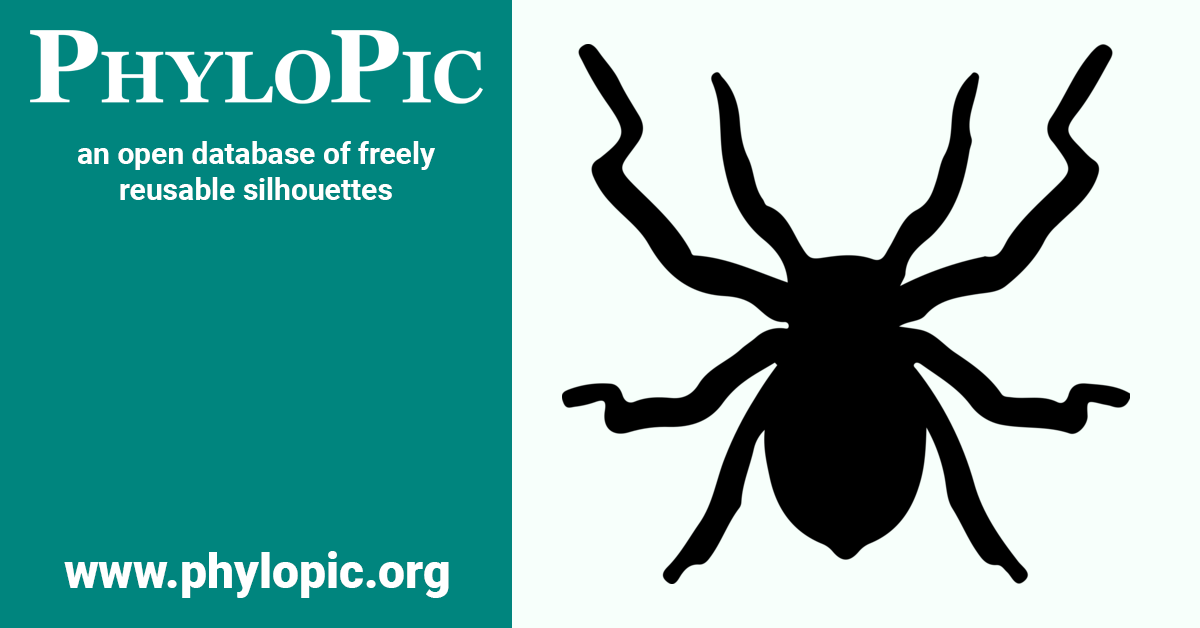 Ricinulei by Gemma Martínez-Redondo (CC0 1.0) - PhyloPic