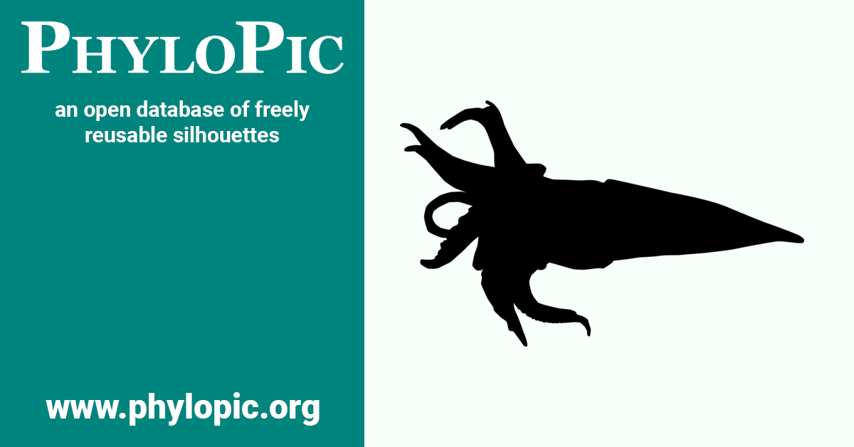 Pyroteuthidae - PhyloPic