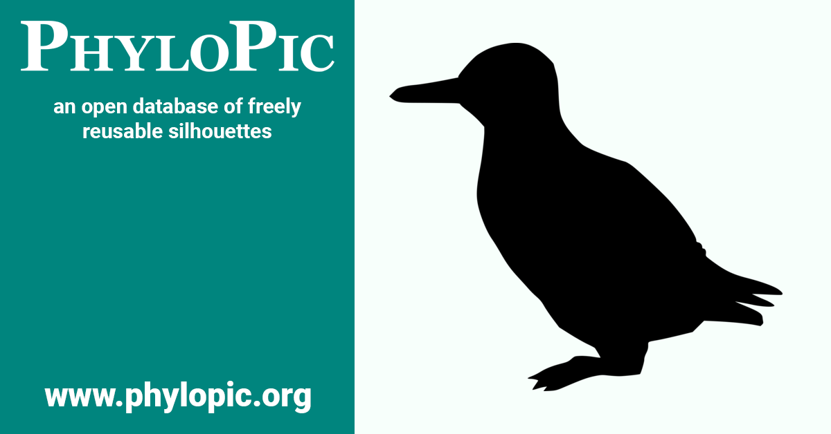 Miocepphus blowi (CC0 1.0) - PhyloPic