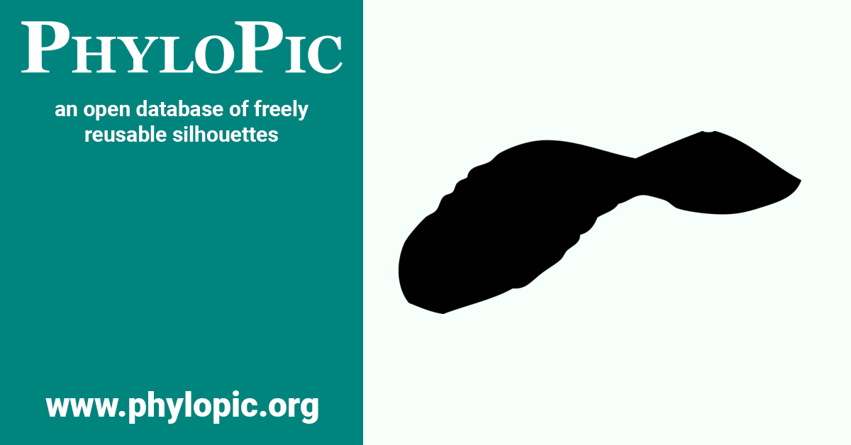 Didazoon haoae by Nobu Tamura (vectorized by T. Michael Keesey) (CC BY ...