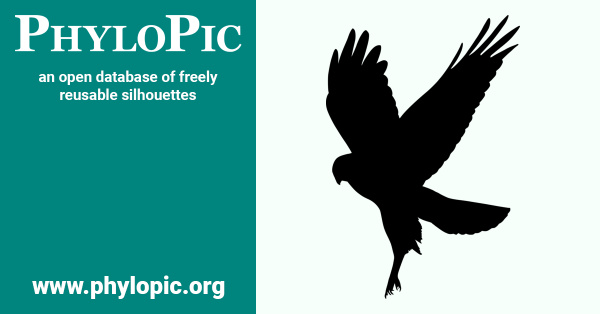 Circus hudsonius by Andy Wilson (CC0 1.0) - PhyloPic