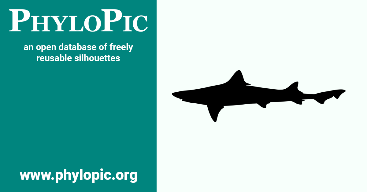 Mustelus mento - PhyloPic