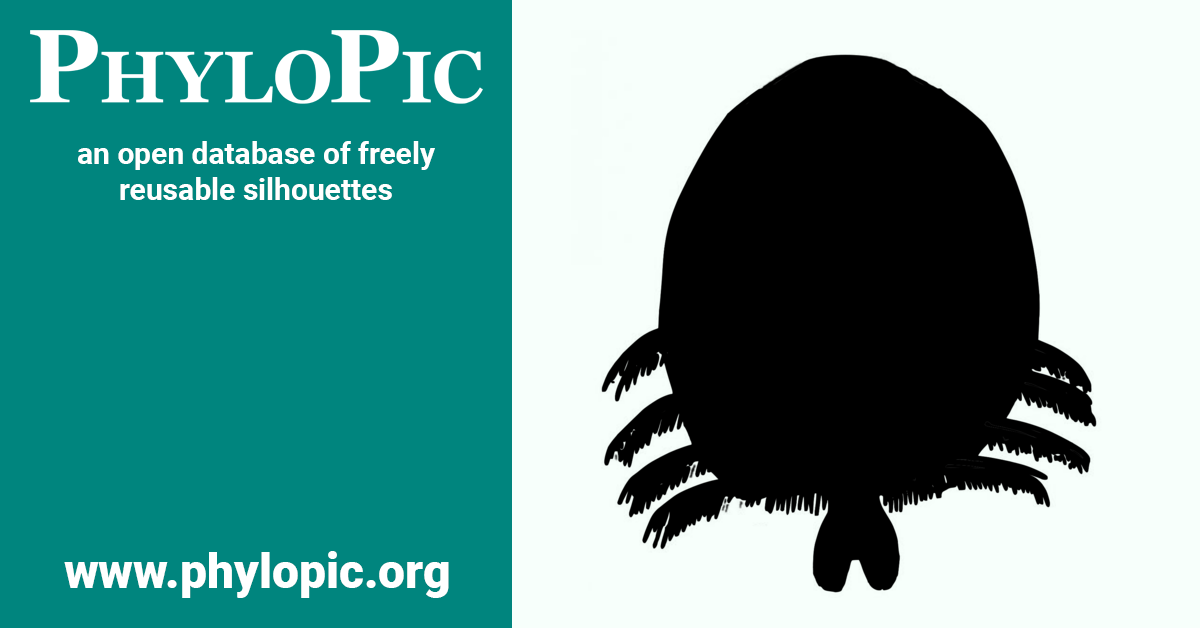 Branchiura - PhyloPic