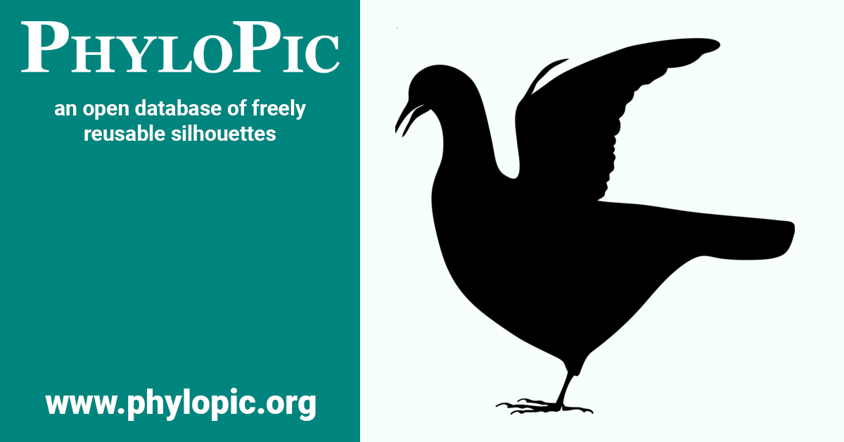 Columba livia - PhyloPic