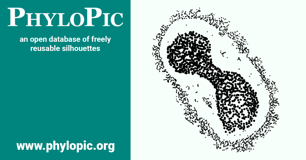 Poxviridae by Timothée Poisot (CC0 1.0) - PhyloPic