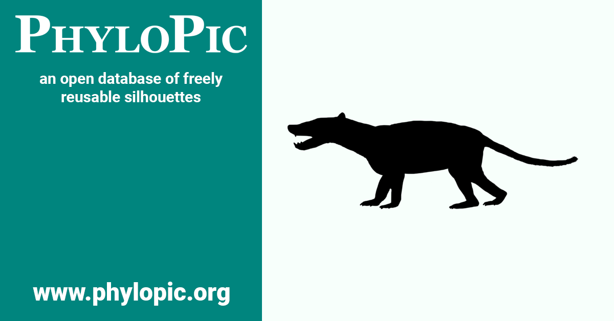 Lycopsis longirostrus - PhyloPic