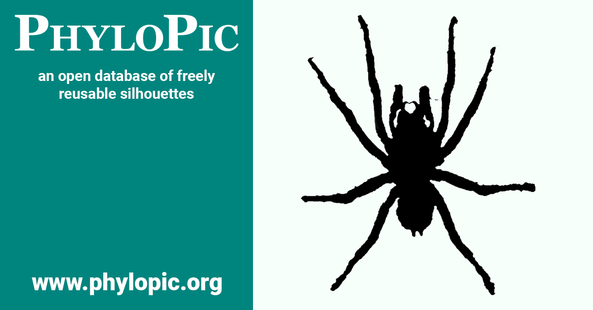 Atrax sutherlandi (CC0 1.0) - PhyloPic