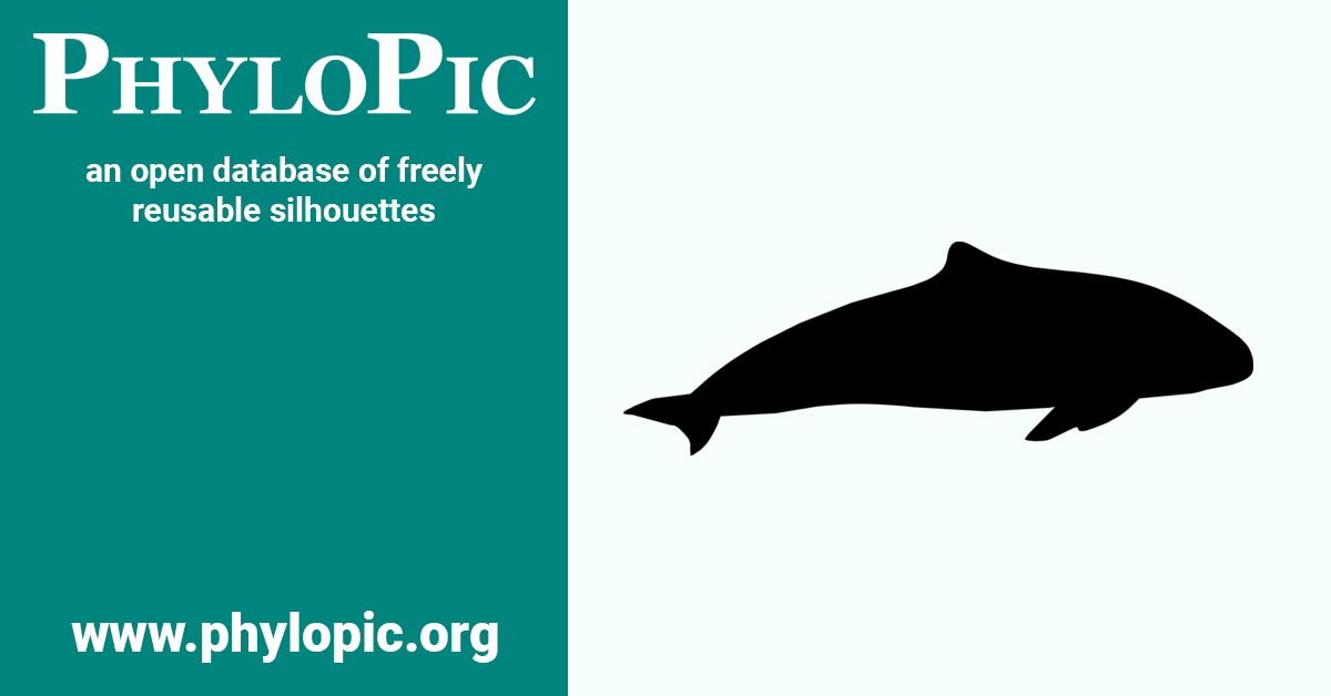 Phocoena phocoena by Chris huh (CC BY-SA 3.0) - PhyloPic