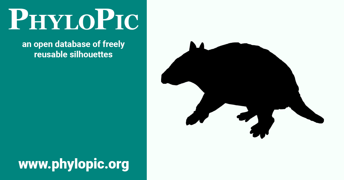 Glyptodontoidea - PhyloPic