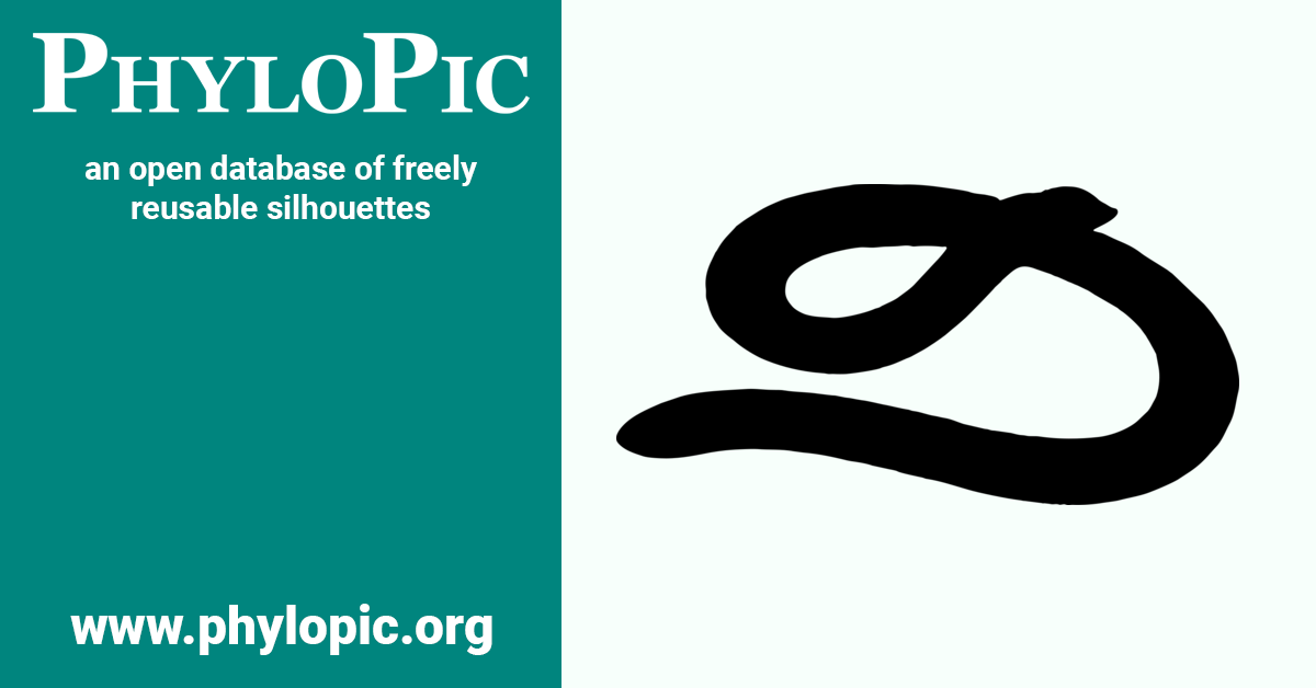 Amphisbaena - PhyloPic