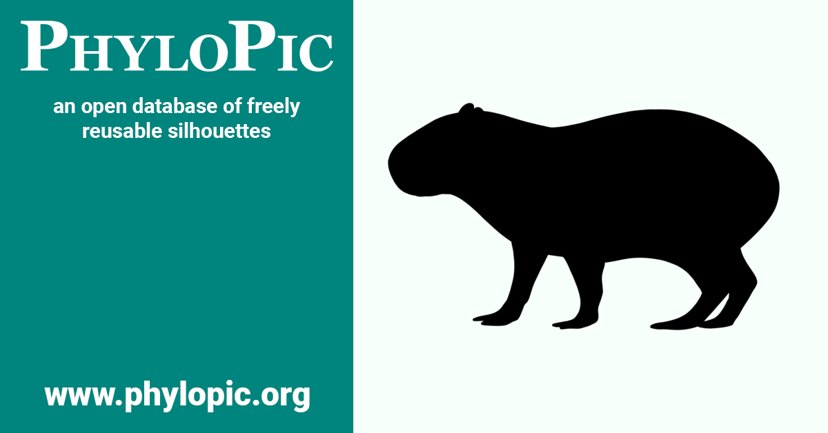 Hydrochoerus hydrochaeris by Skye M (CC0 1.0) - PhyloPic