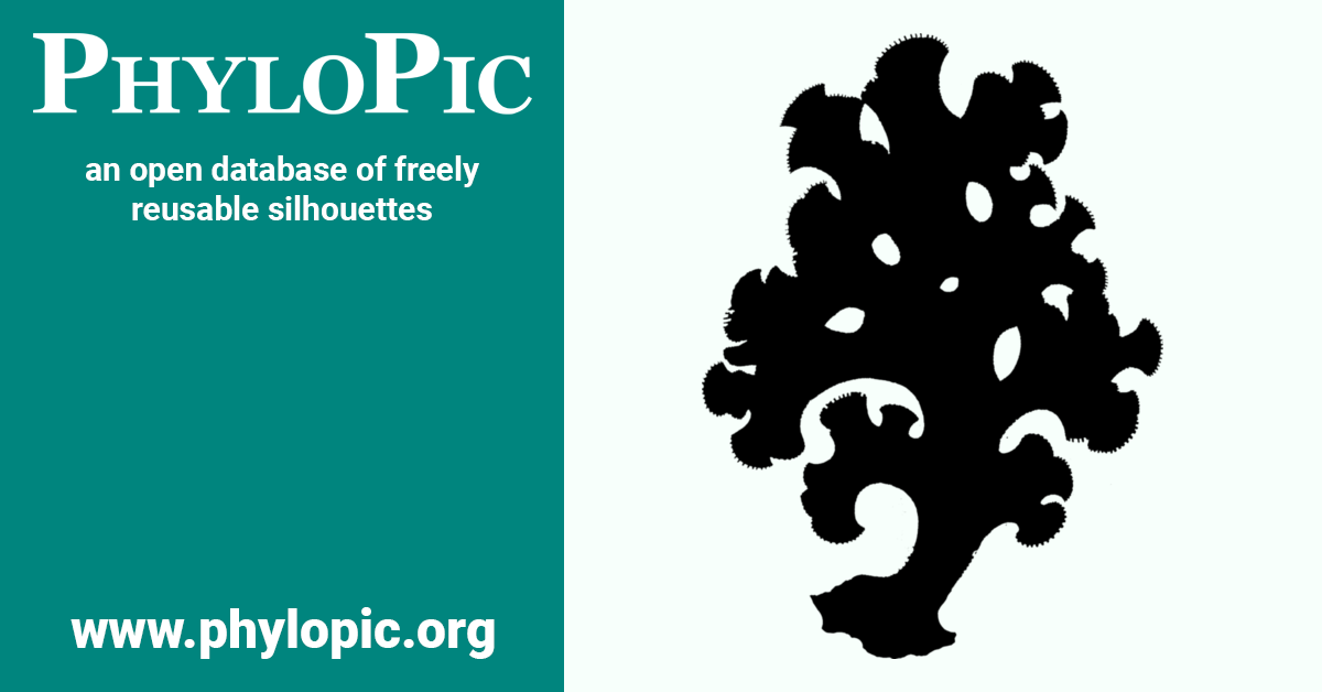 Hexactinellida - PhyloPic