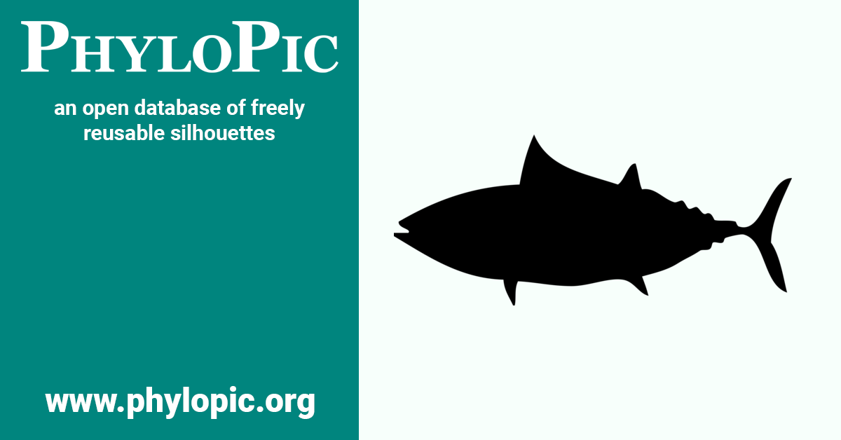 Katsuwonus pelamis - PhyloPic