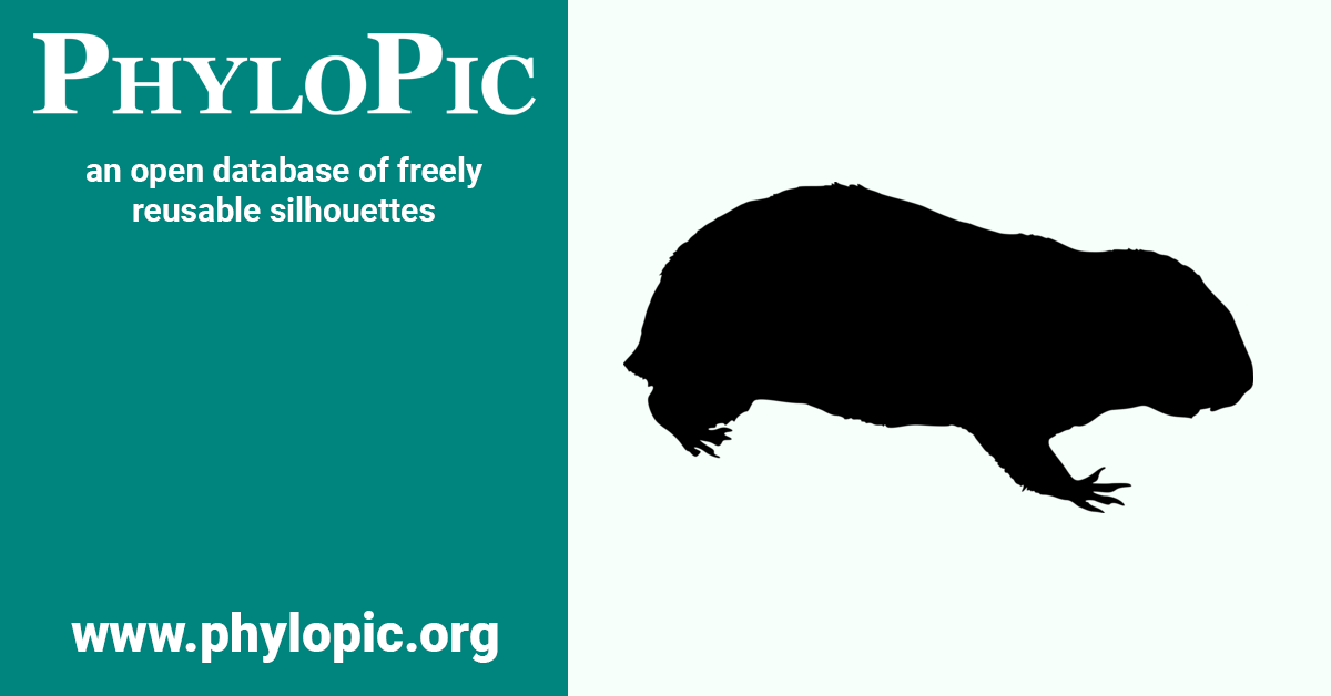 Aplodontia rufa by Daderot (CC BY-SA 3.0) - PhyloPic