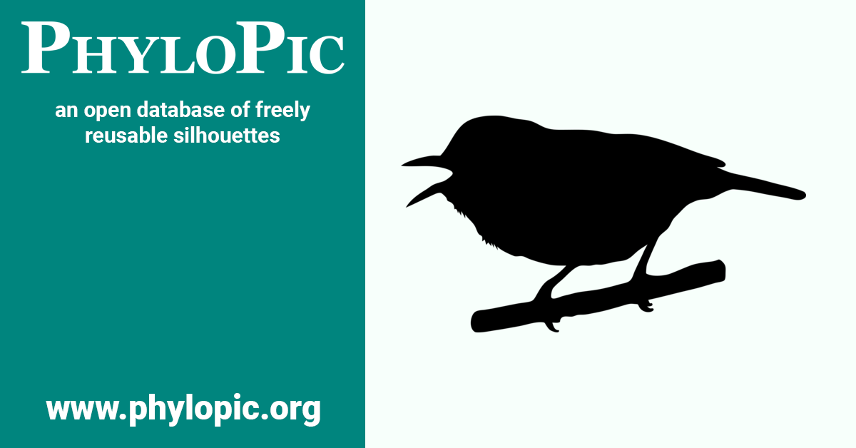 Sylvioidea - PhyloPic