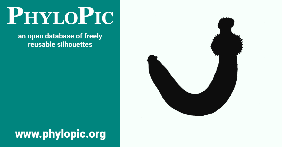 Priapulidae by Fernando Carezzano (CC0 1.0) - PhyloPic