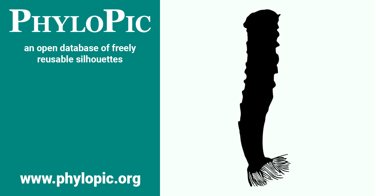 Euplectella aspergillum (CC0 1.0) - PhyloPic