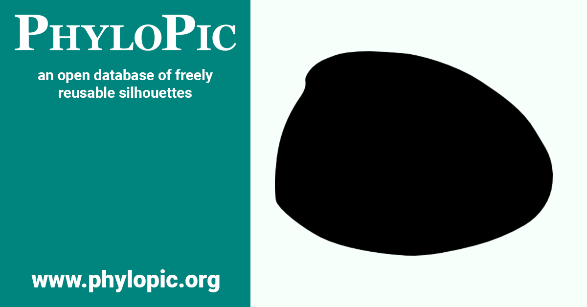 Nucula hanleyi by Katie S. Collins (CC BY 3.0) - PhyloPic