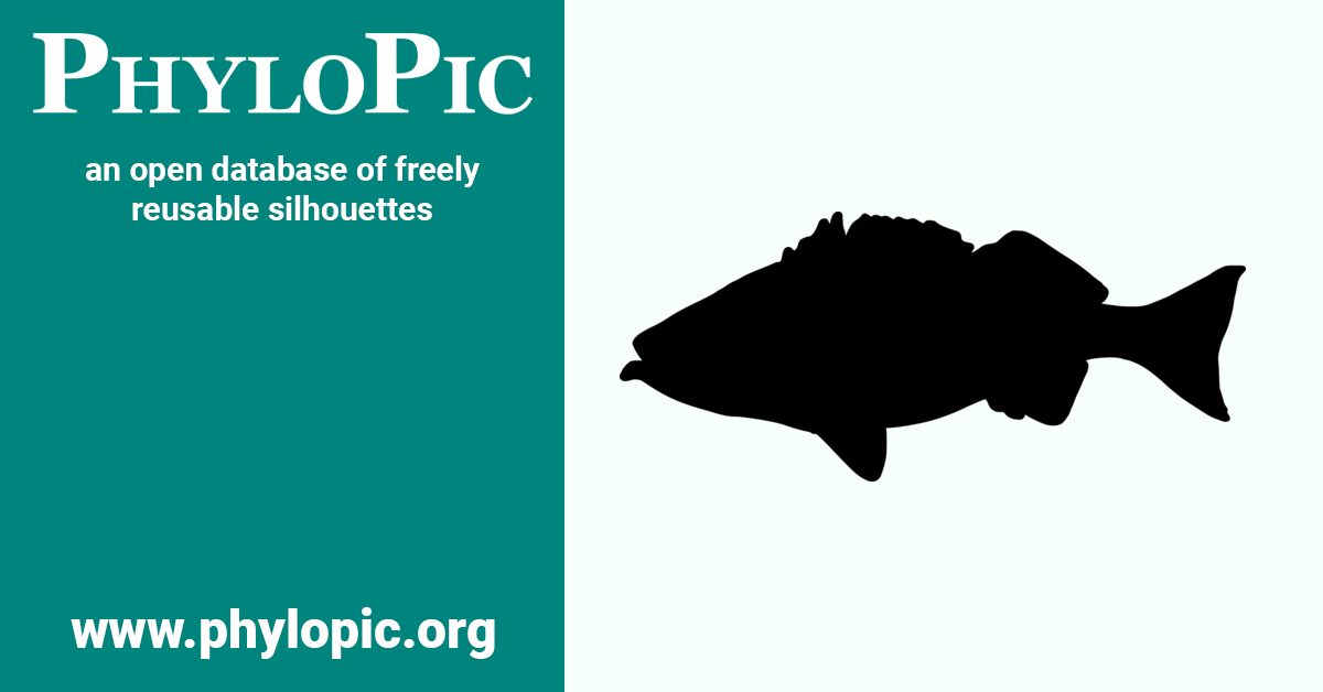 Sebastes entomelas (CC0 1.0) - PhyloPic