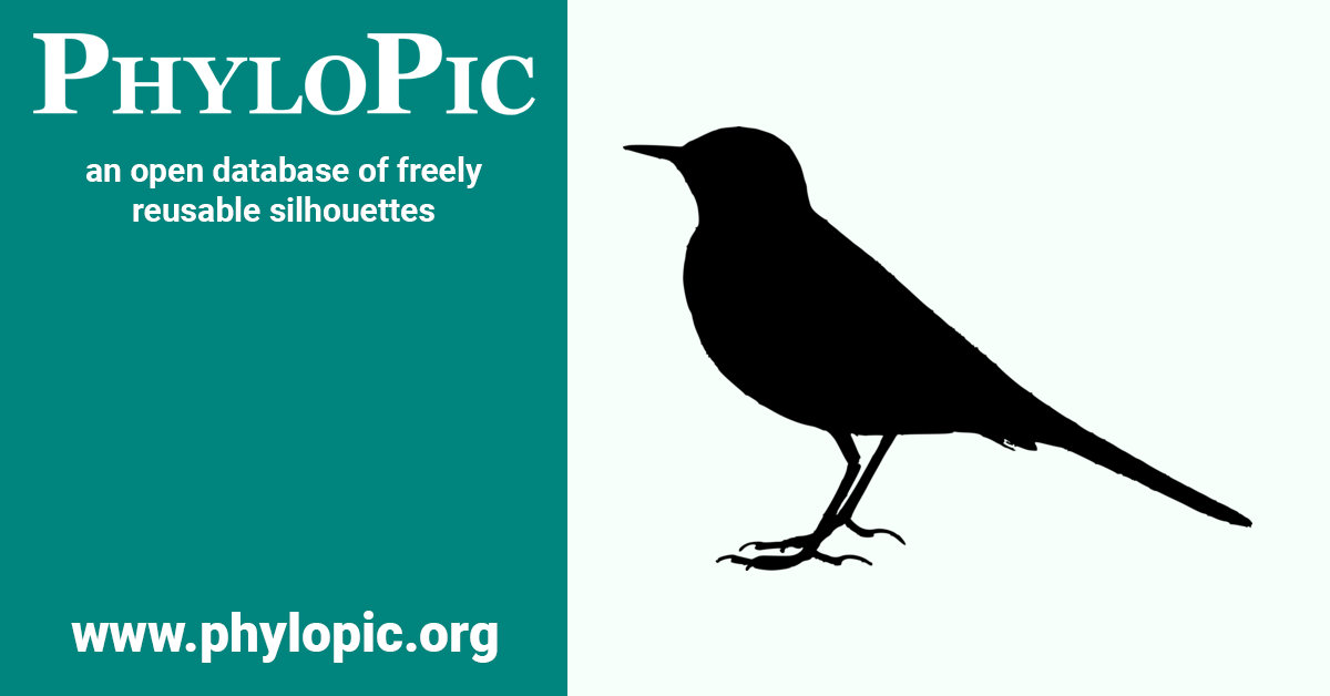 Motacilla alba by Martin Bulla, based on Ren Hathway's illustration (CC ...