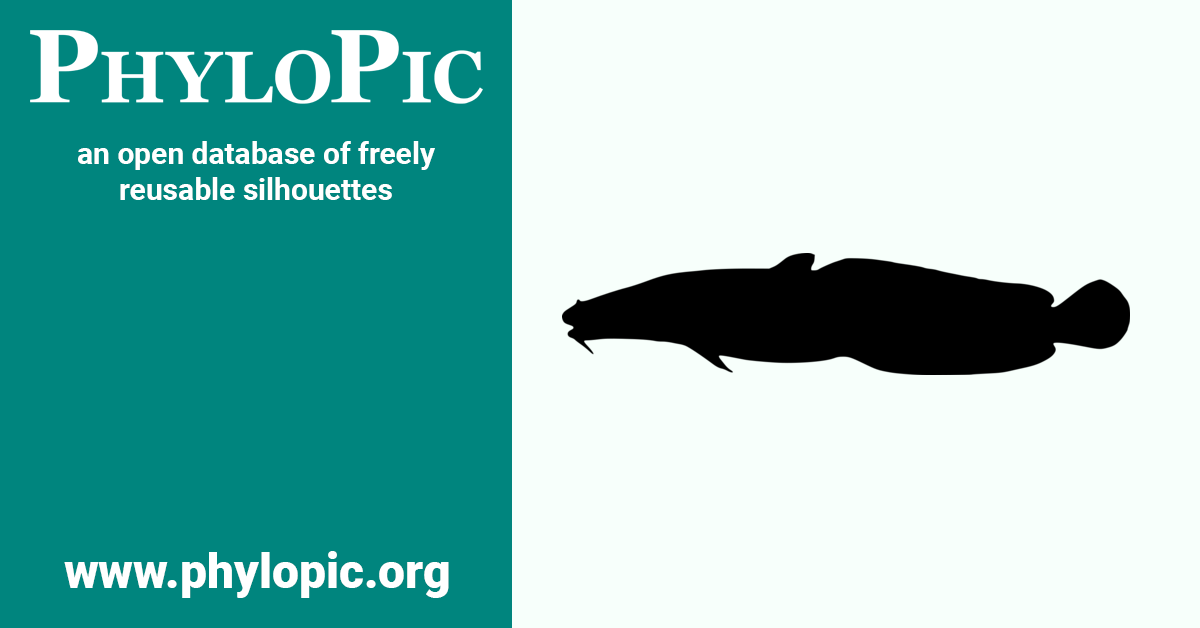 Lineage of Gadoidea - PhyloPic