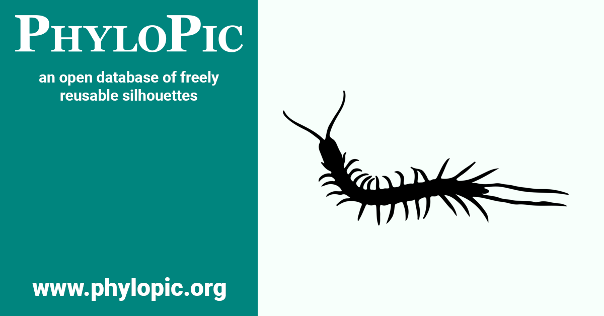 Craterostigmomorpha by Gemma Martínez-Redondo (CC0 1.0) - PhyloPic