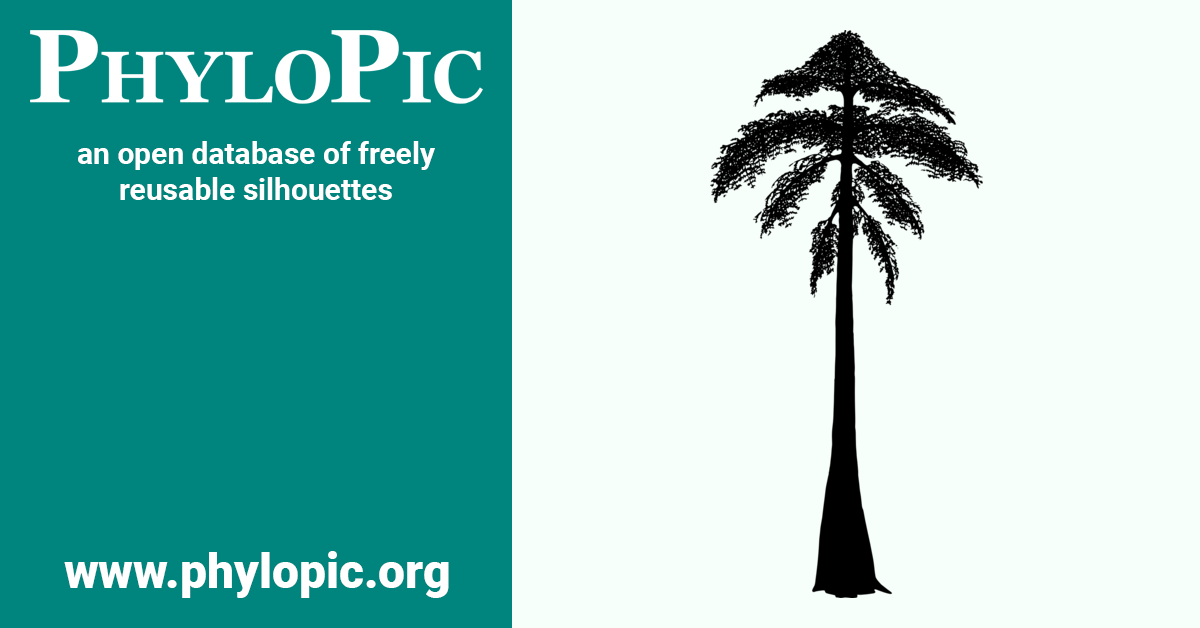 Lignophyta - PhyloPic