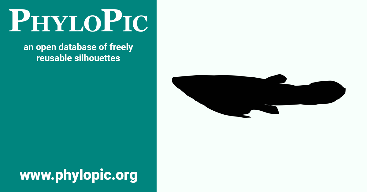 Poecilia parae - PhyloPic