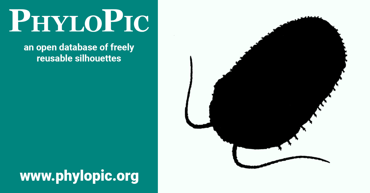 Phacops rana - PhyloPic