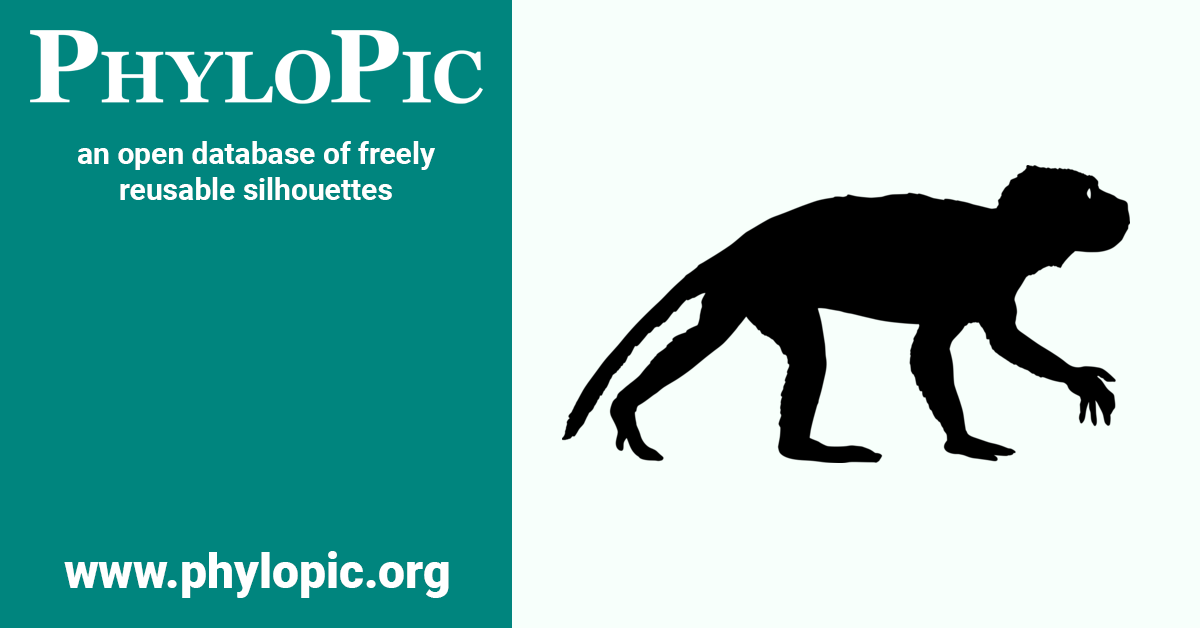 Aegyptopithecus zeuxis by JustAnArchosaur (CC BY 4.0) - PhyloPic