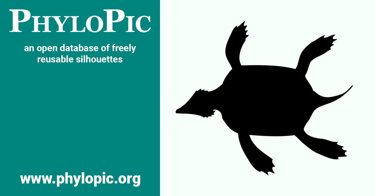 Placochelys by Nobu Tamura (vectorized by T. Michael Keesey) (CC BY 3.0 ...