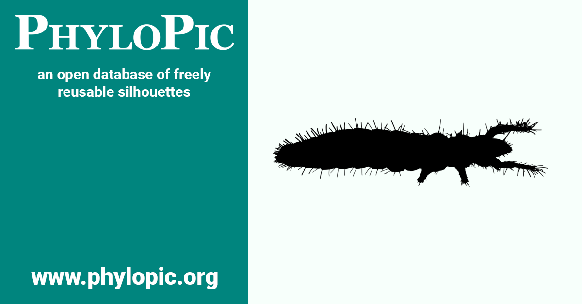 Protura by Birgit Lang (CC BY 3.0) - PhyloPic