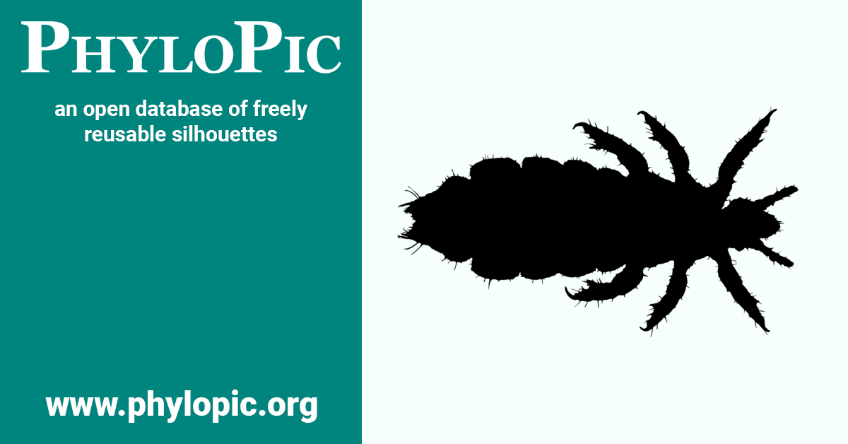 Pediculus humanus capitis by Jitte Groothuis (Jittebug Photography ...