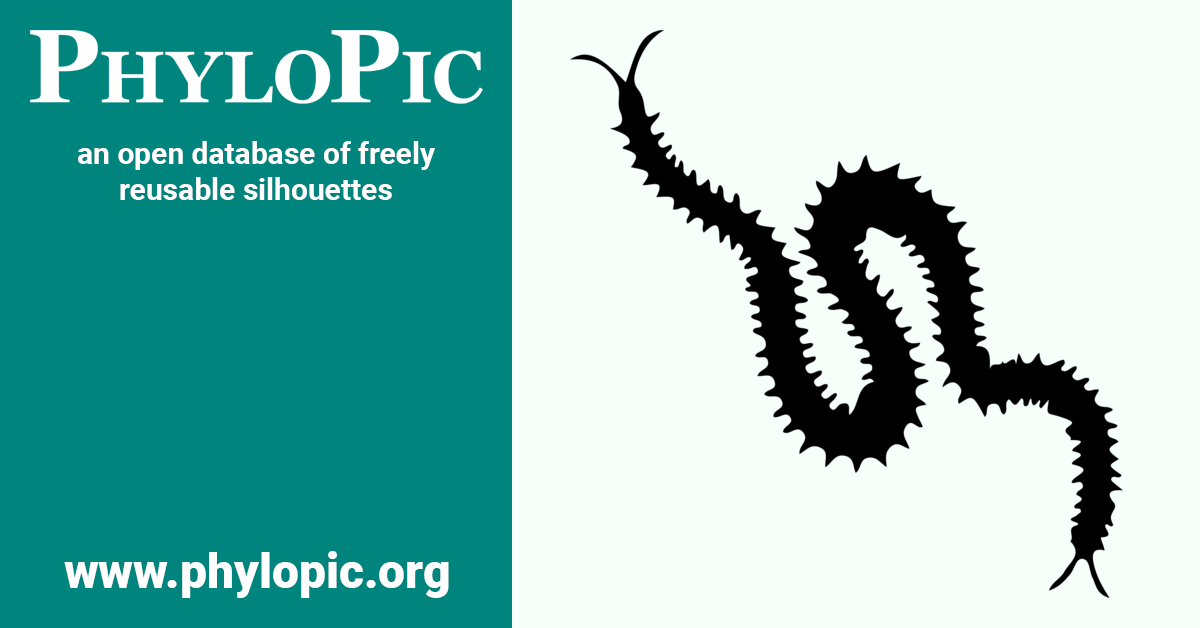 Geophilomorpha - PhyloPic