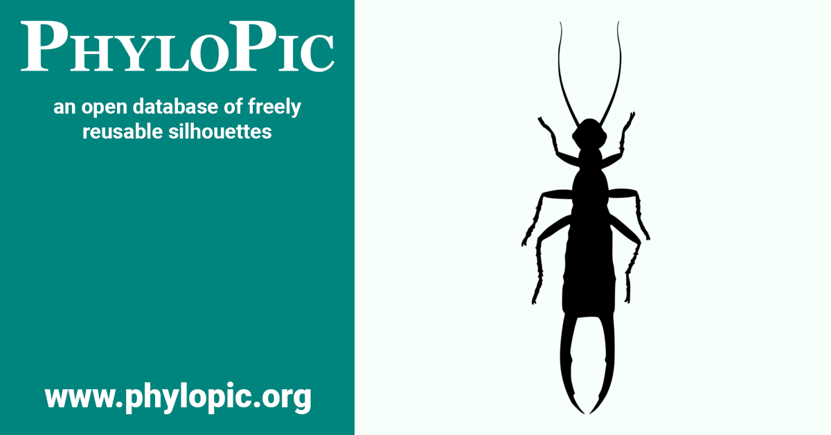 Dermaptera - PhyloPic