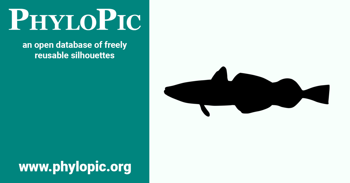 Merluccius productus by Tessa Rehill (CC0 1.0) - PhyloPic