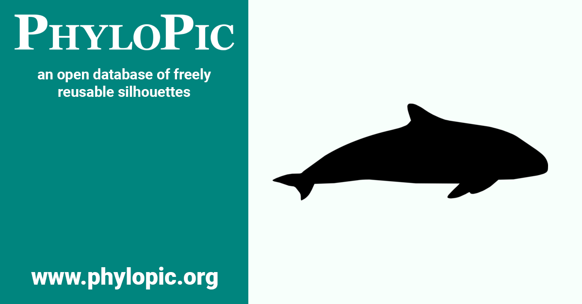 Phocoena sinus by Chris huh (CC BY-SA 3.0) - PhyloPic