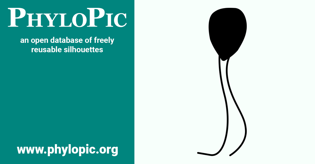 Telonema subtile (CC0 1.0) - PhyloPic