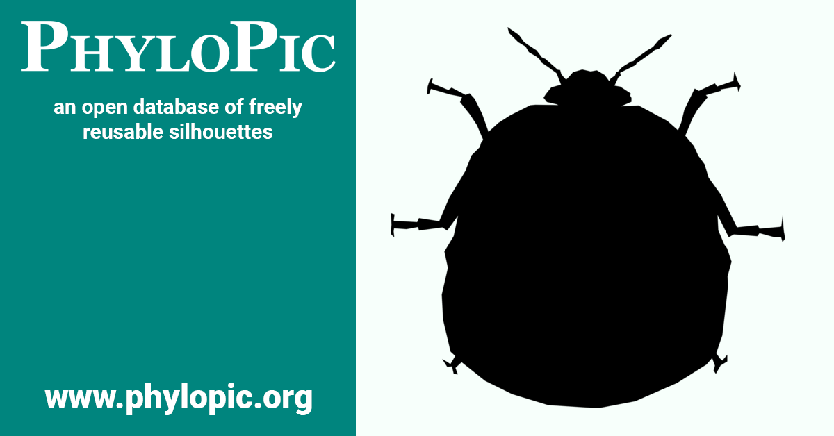 Megacopta cribraria (CC0 1.0) - PhyloPic