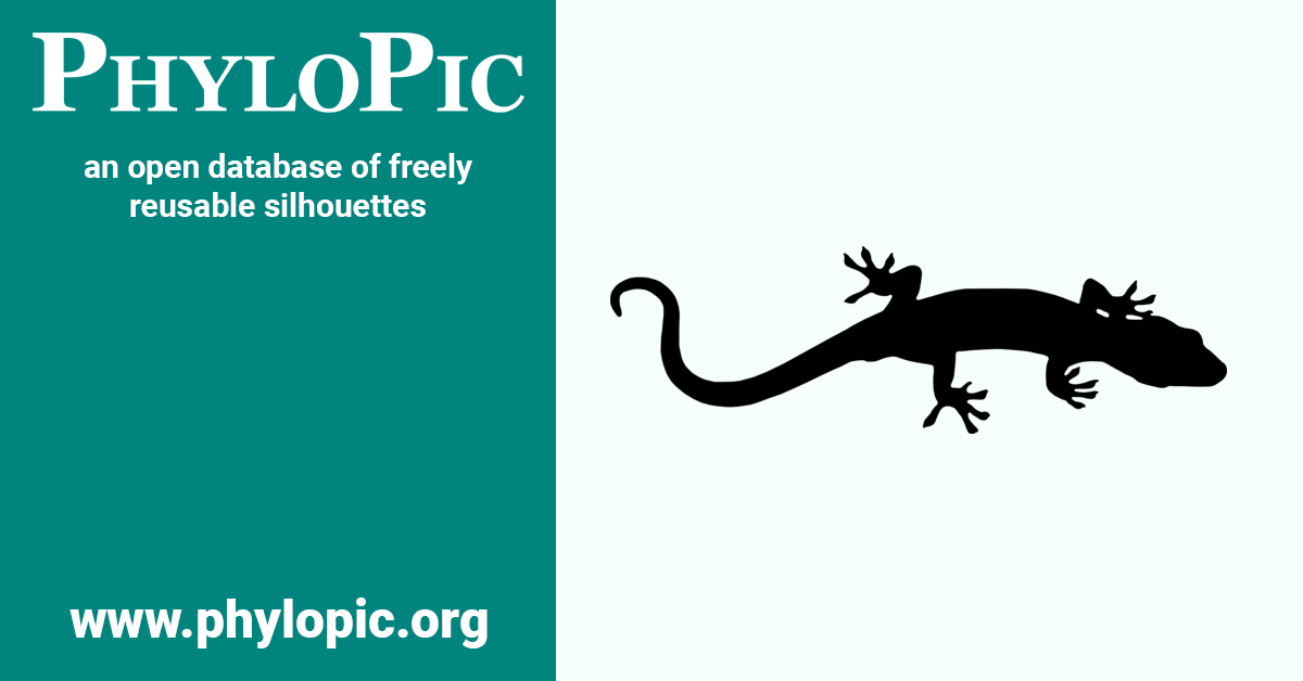 Paniegekko madjo by Jose Carlos Arenas-Monroy (CC0 1.0) - PhyloPic