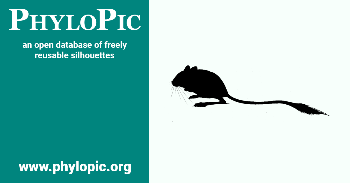 Jaculus jaculus by Maija Karala (CC BY 3.0) - PhyloPic