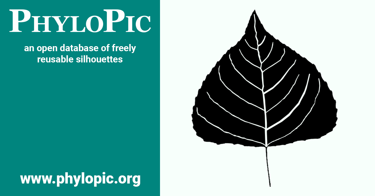 Populus tremuloides tremuloides by Mason McNair (CC0 1.0) - PhyloPic